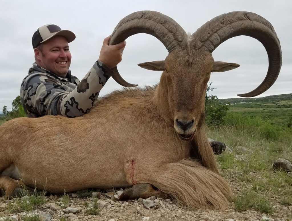 Texas Aoudad Hunt 10687