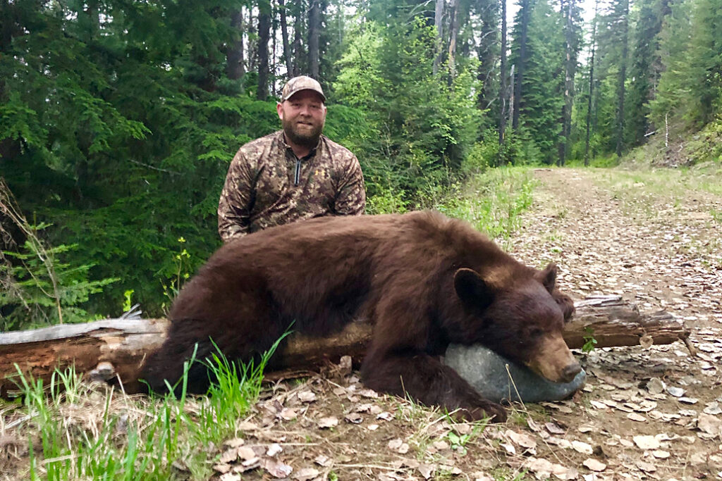 Montana Spring Black Bear 10814